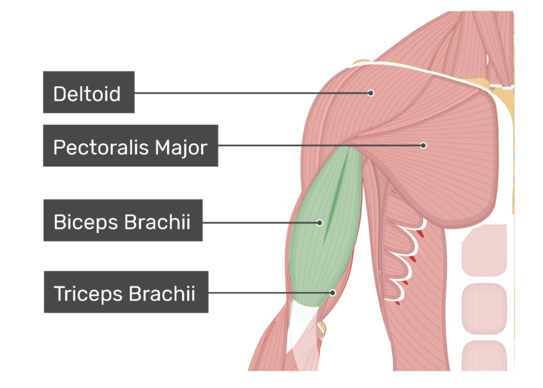 Can pull-ups build biceps? [Explained and Answered] | Trainrightmuscle